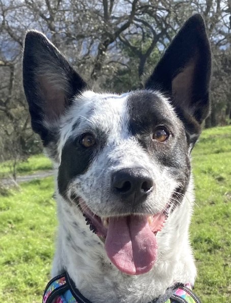 FEARLESS PET WINS 2024 GLOBAL RECOGNITION AWARD™ • Global Recognition Awards™